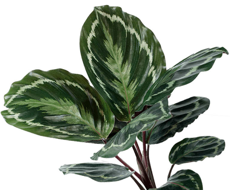 Home - Natural Blessing - Naturally blessed